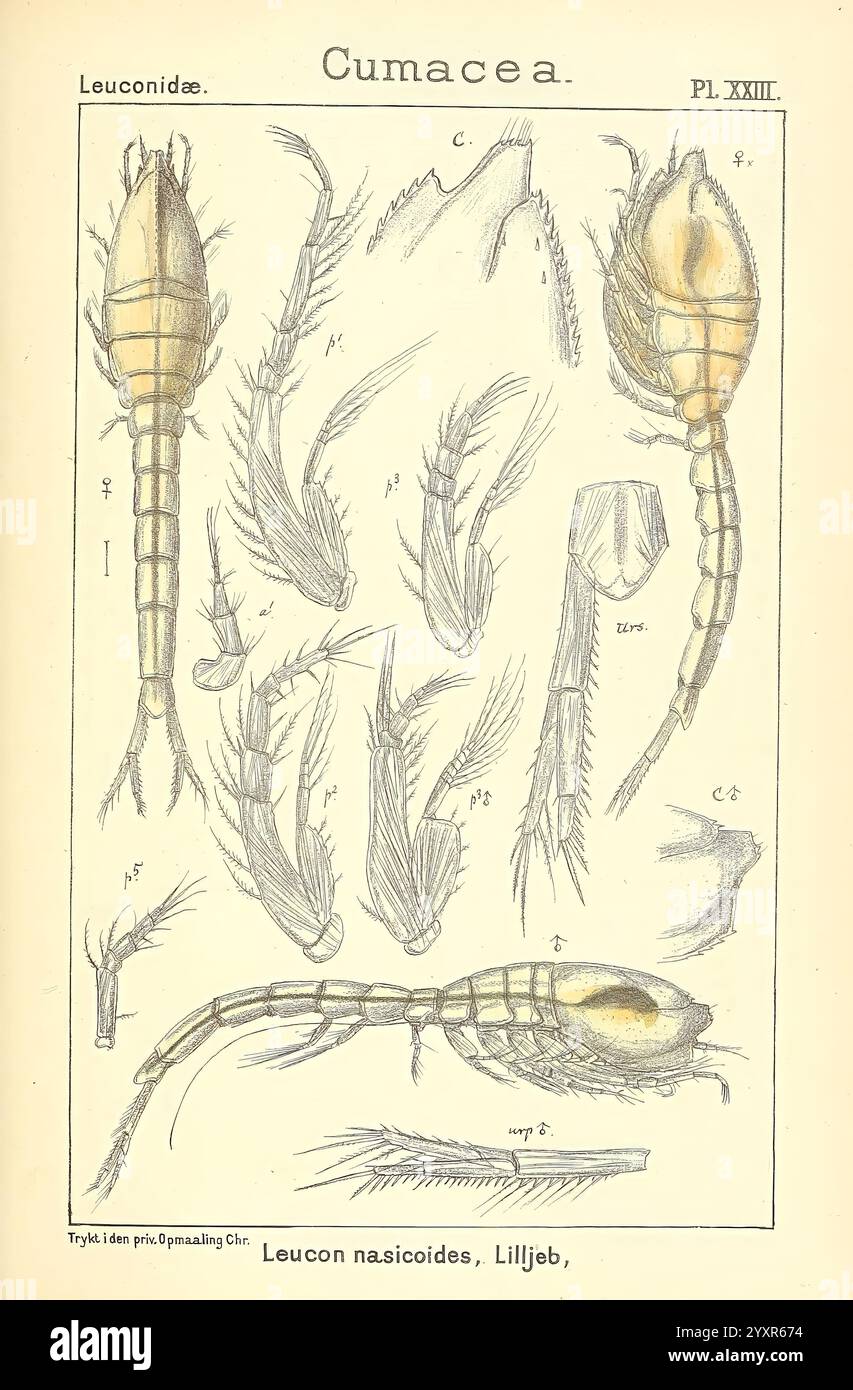 Labeled section identifies specific features hi-res stock photography ...