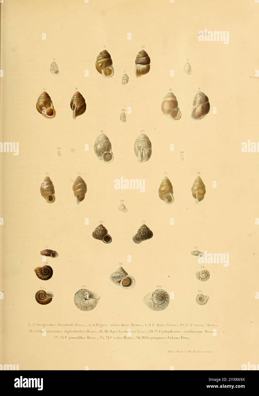 Features distinct shapes hi-res stock photography and images - Alamy