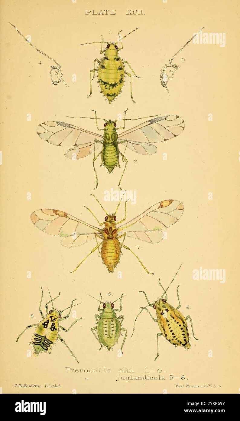 Monograph of the British Aphids, London, 1876-83. aphids, Great Britain ...