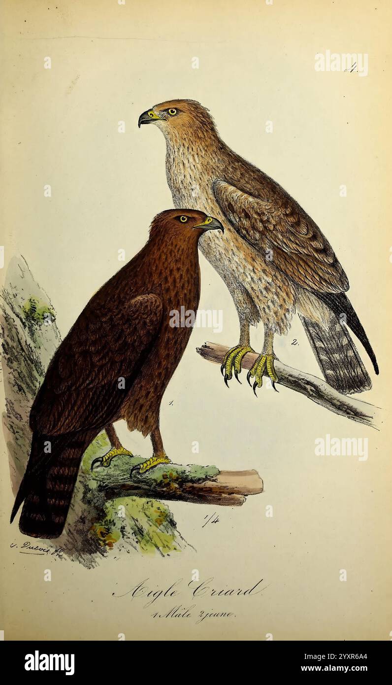 Birds sharp eyes reflect hi-res stock photography and images - Alamy