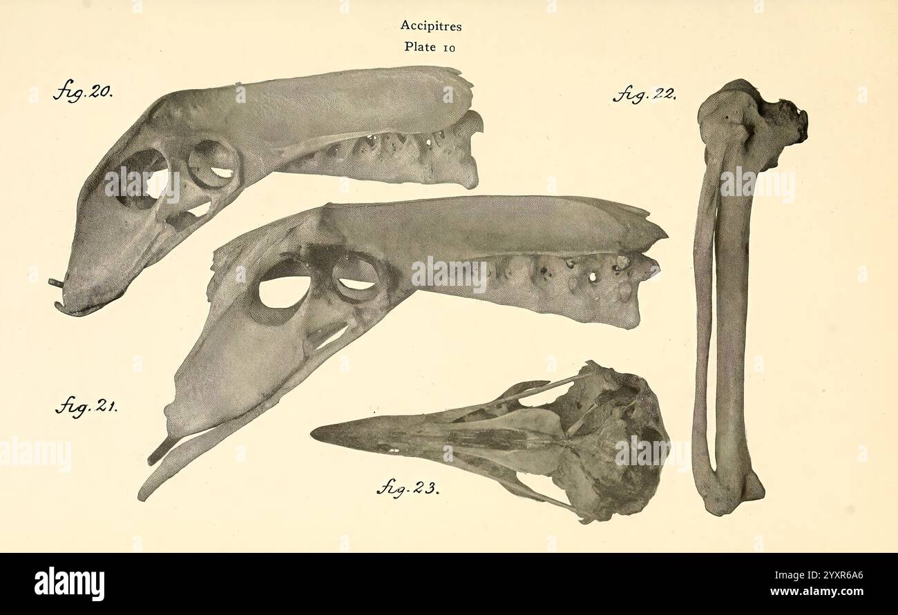 Osteology of Birds, 1909, birds, anatomy, bones, osteology, Accipitres ...