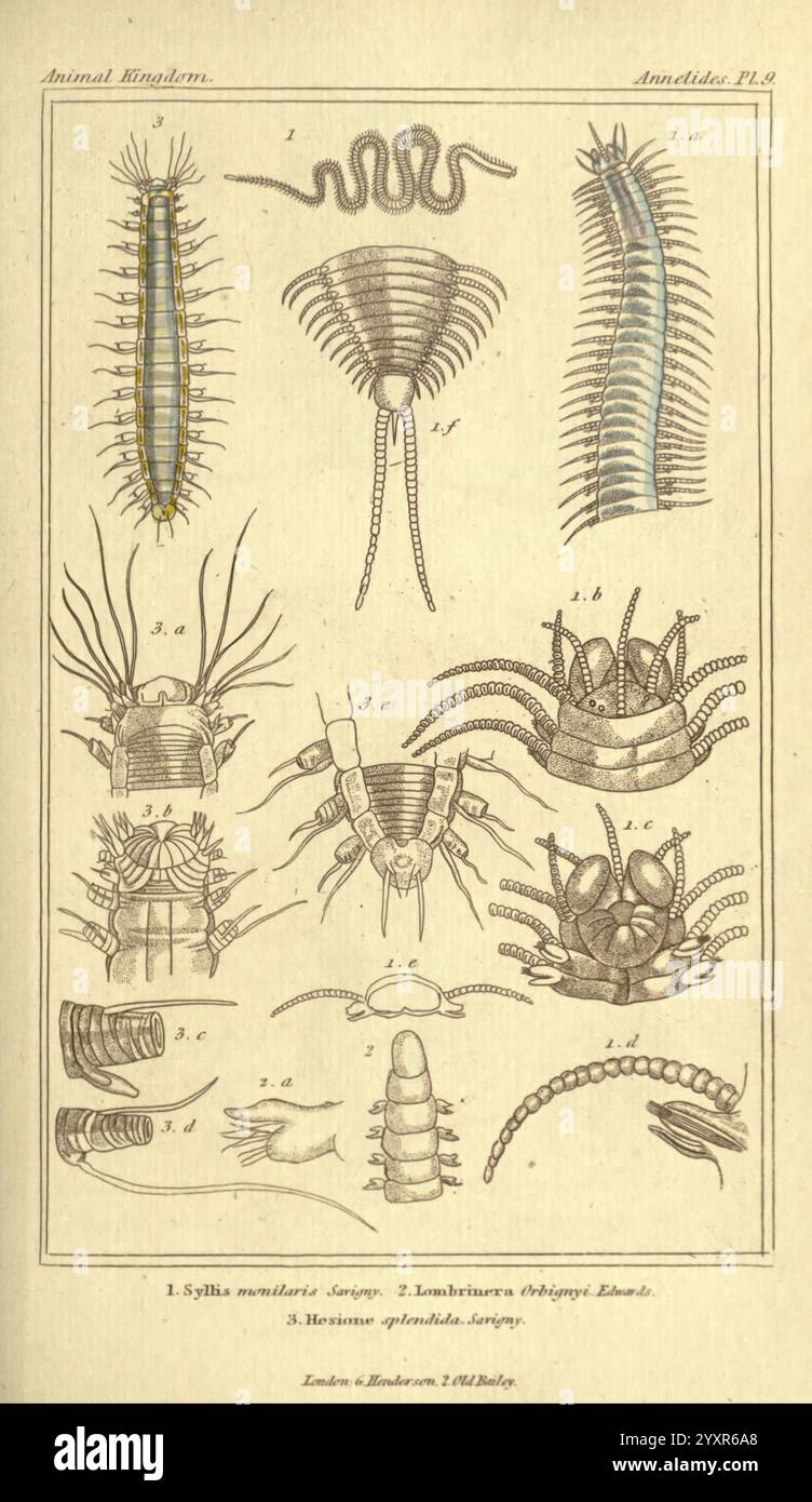 Identify various segments hi-res stock photography and images - Alamy