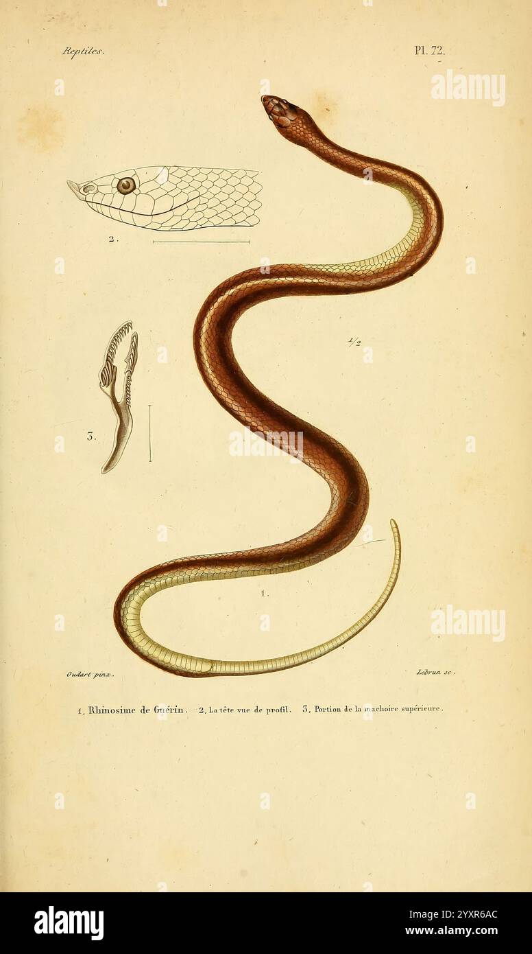 Erpétologie générale, ou, Histoire naturelle complète des reptiles ...