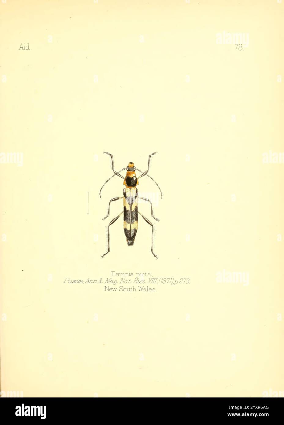 Insect eririus pictus hi-res stock photography and images - Alamy