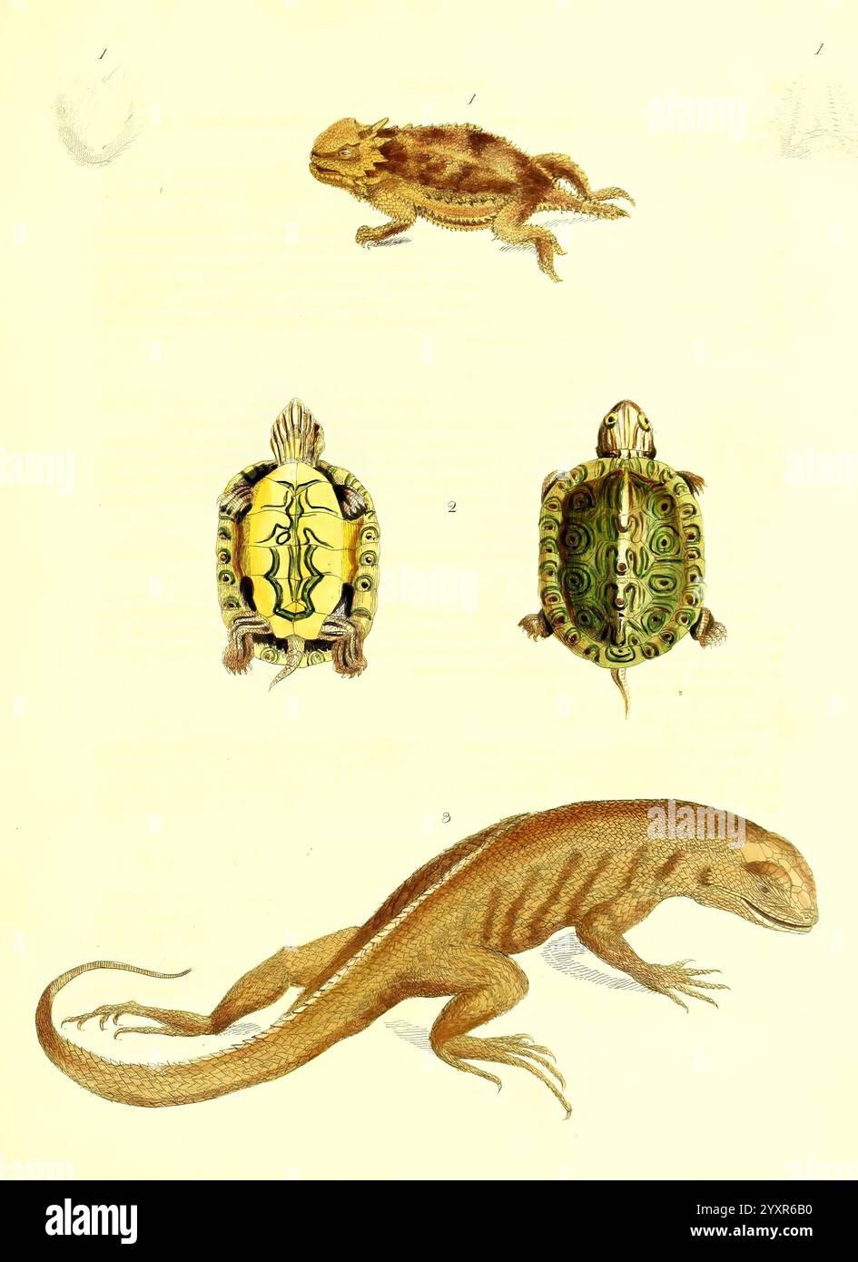 The zoology of Captain Beechey's voyage, 1839, America, Blossom ship ...