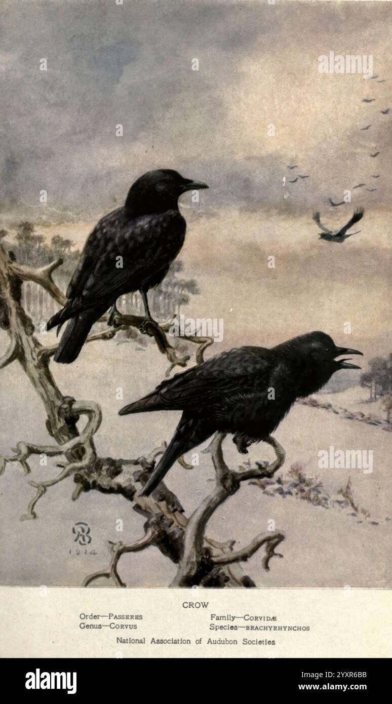 Crows place within hi-res stock photography and images - Alamy