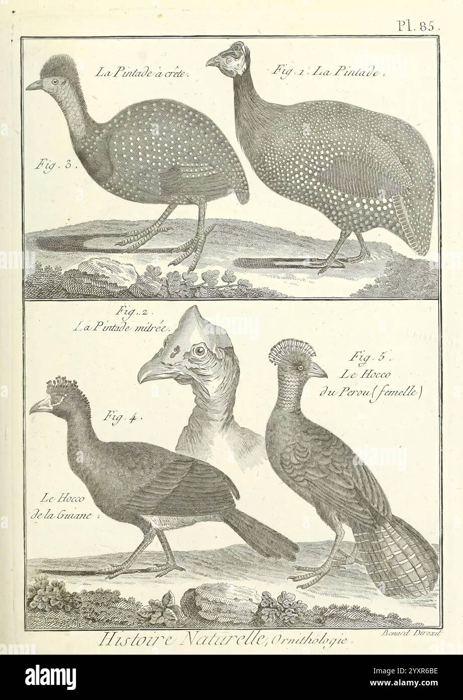 1823 birds pictorial hi-res stock photography and images - Alamy