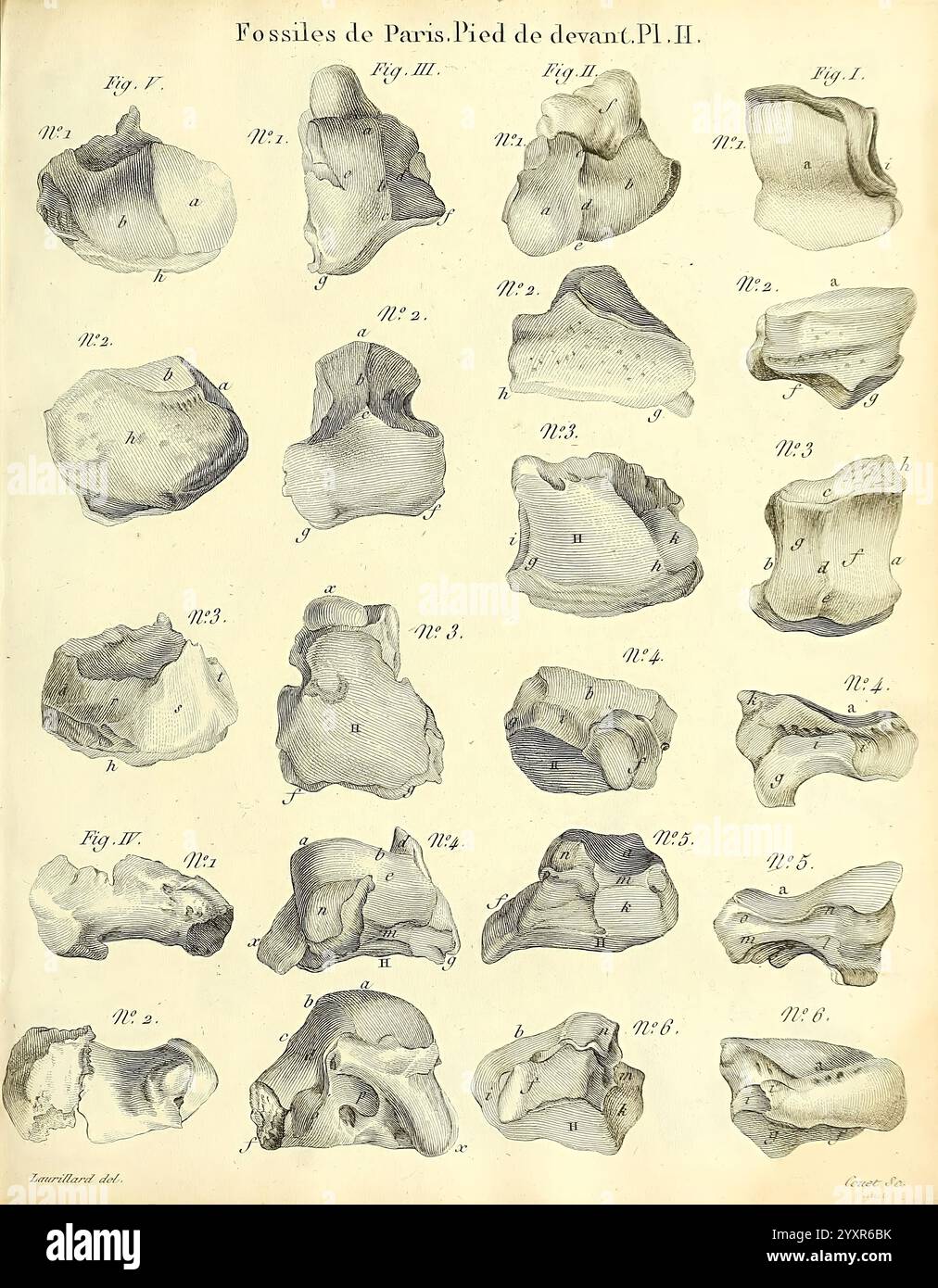 Recherches sur les ossemens fossiles de quadrupèdes, Paris, Deterville ...