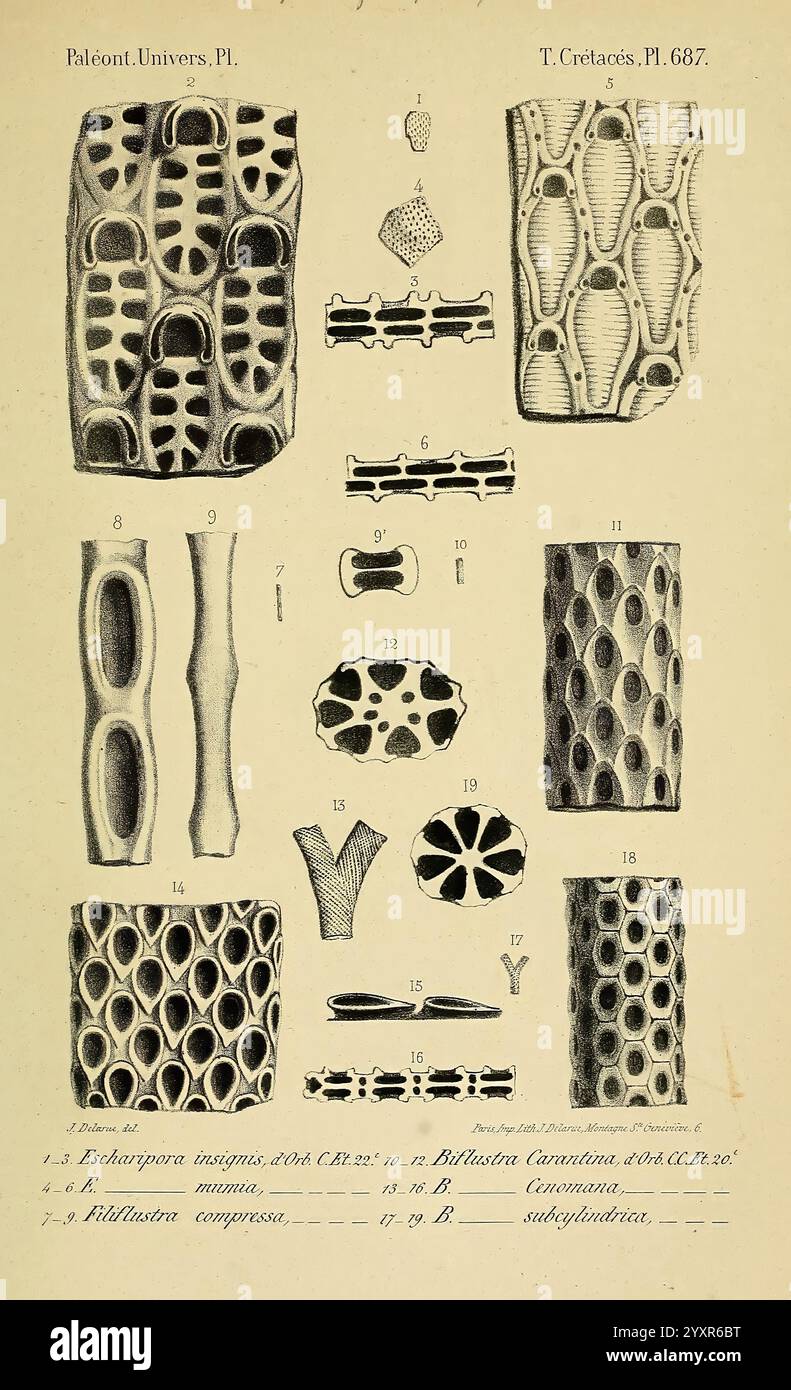 Detailed diagrams depict different species hi-res stock photography and ...