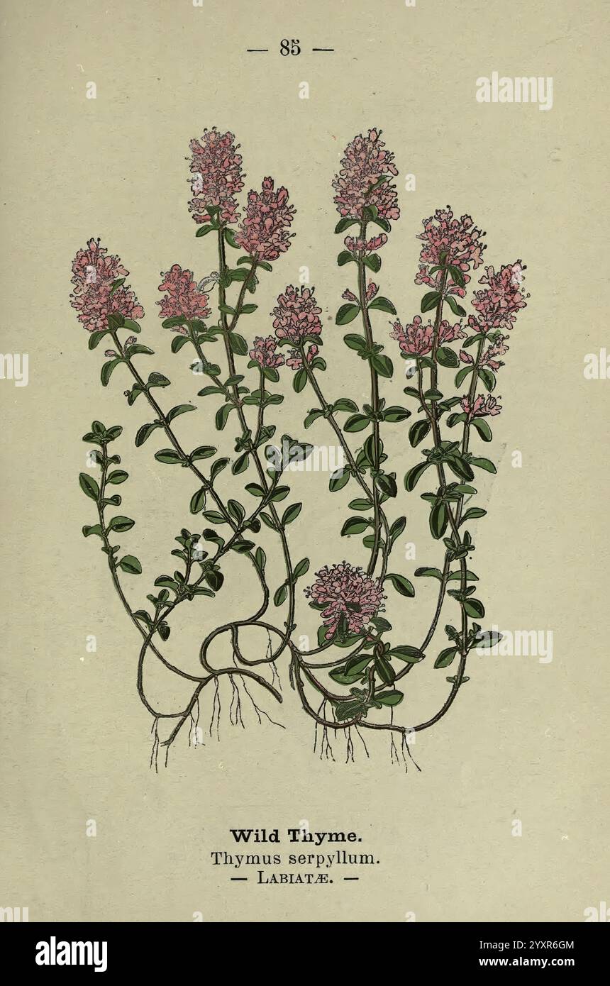 Wayside and Woodland Blossoms, London, F. Warne, 1895, Great Britain ...