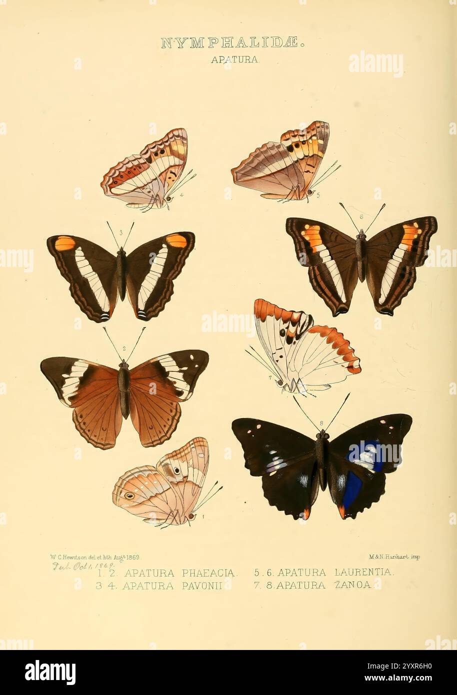 Apatura laurentia hi-res stock photography and images - Alamy