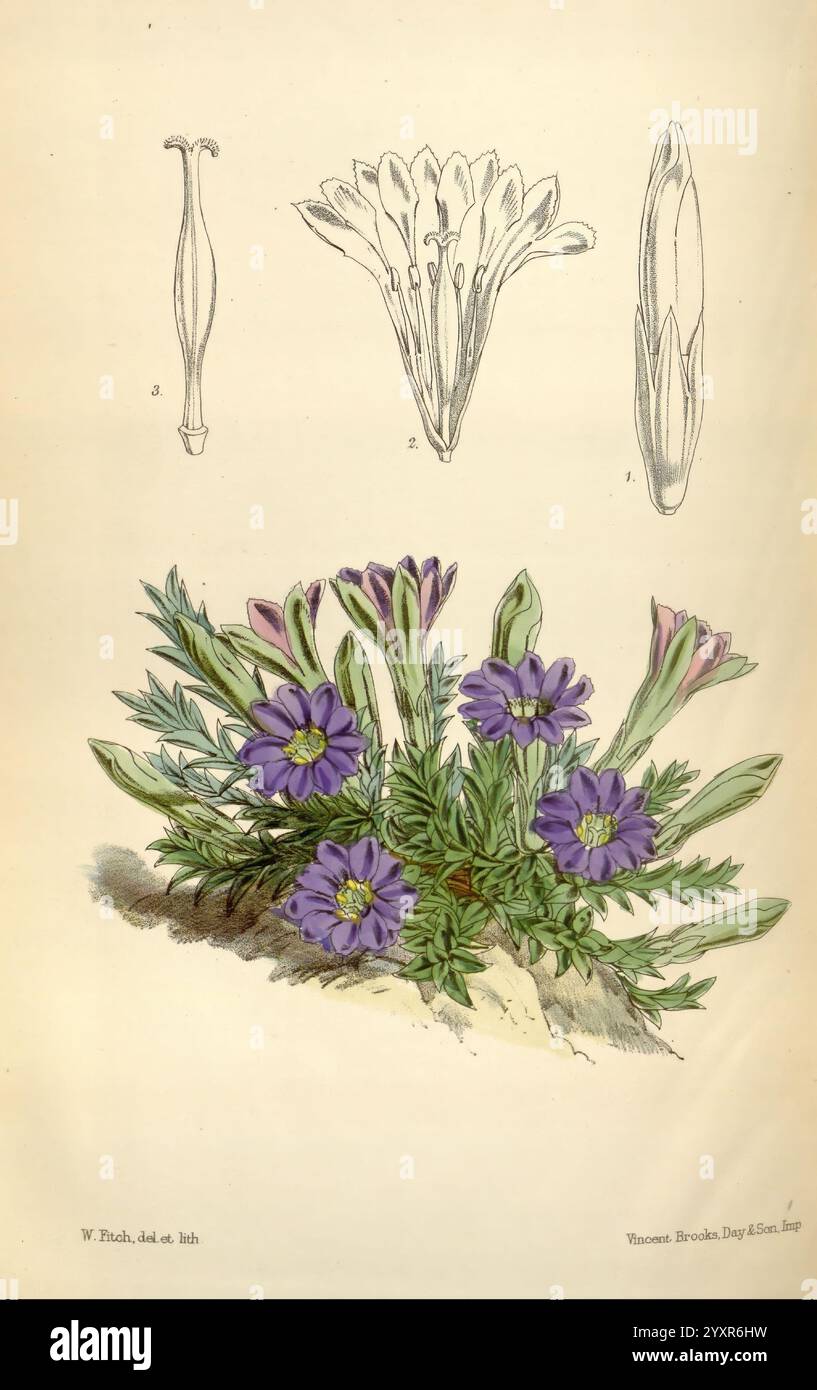 Curtis's Botanical Magazine, London, New York, Botanical Illustration ...