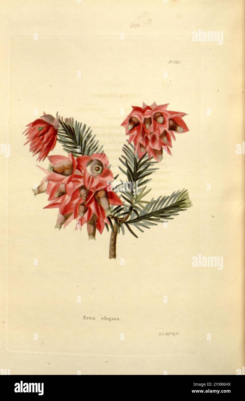Erica elegans hi-res stock photography and images - Alamy