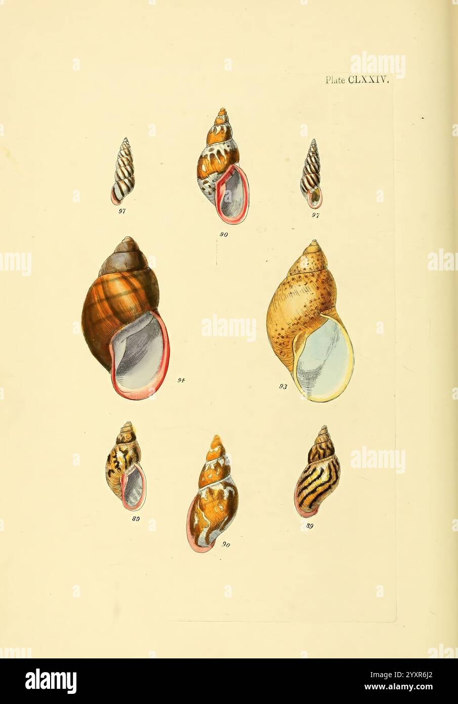 Featuring delicate spots hi-res stock photography and images - Alamy