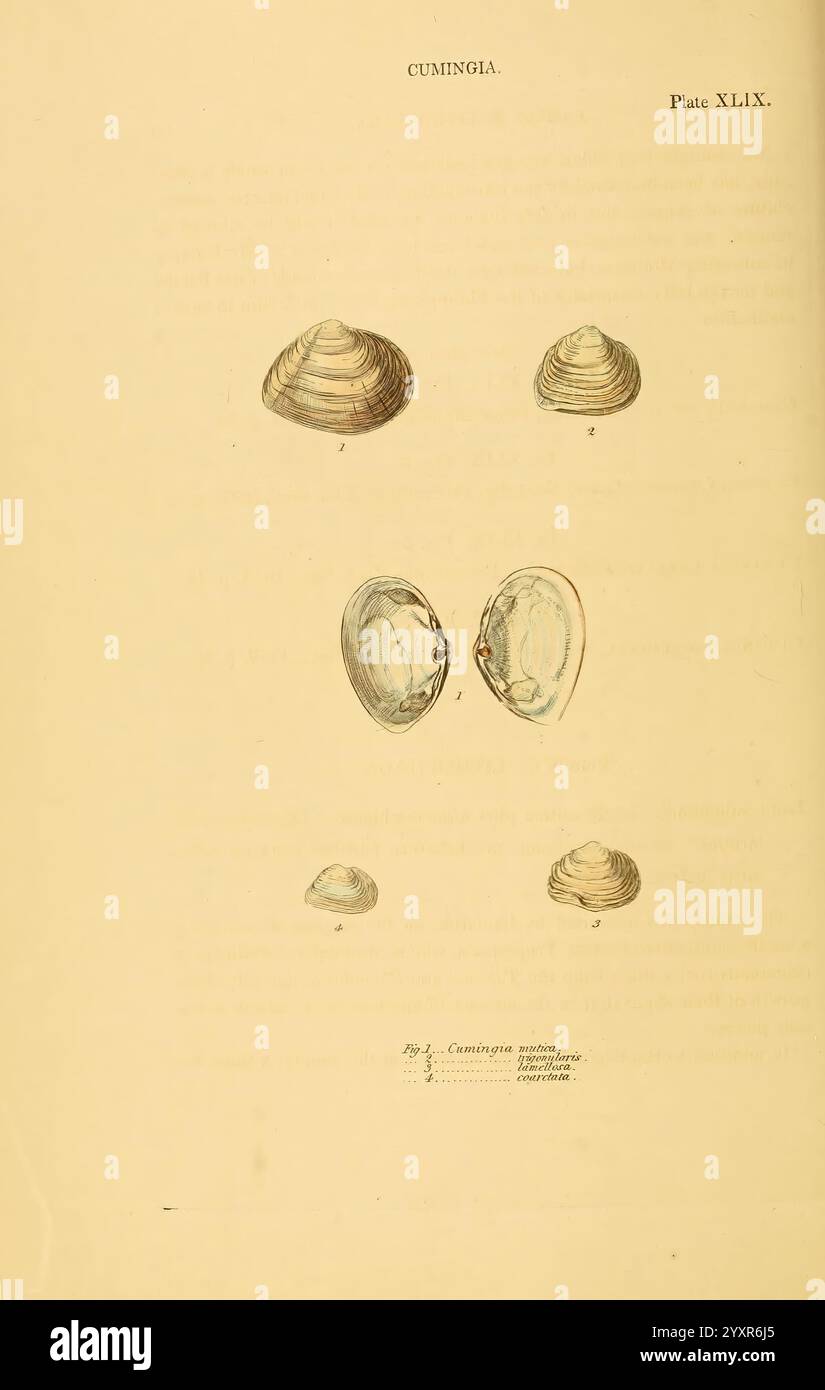 Shells smooth curves hi-res stock photography and images - Alamy