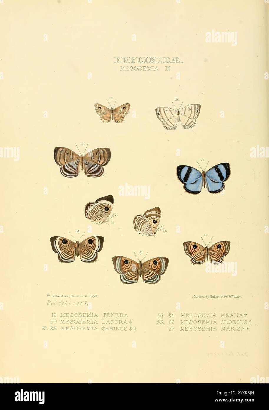 Illustrations of new species of exotic butterflies London, John Van ...