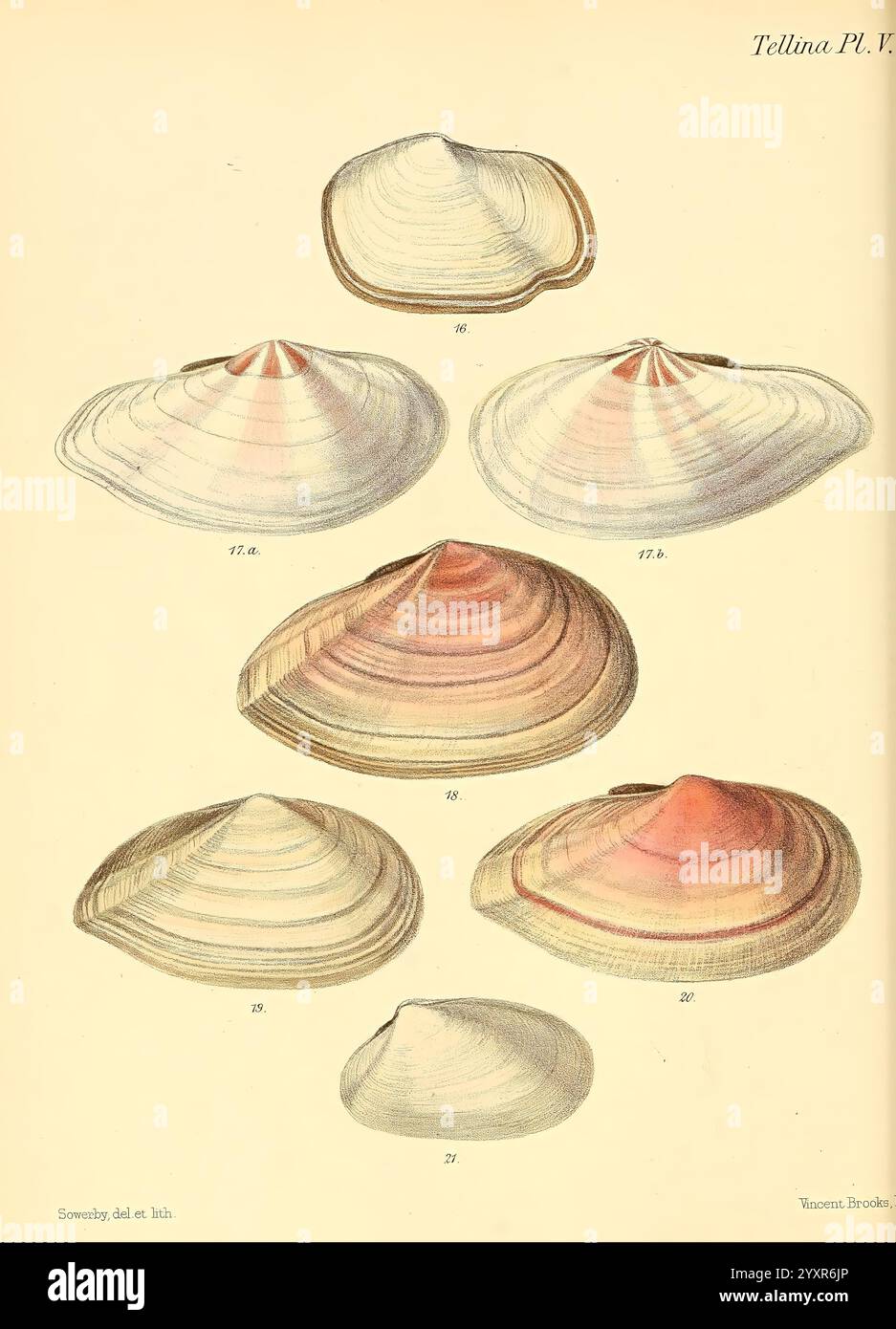 Aesthetic representation of natural forms hi-res stock photography and ...