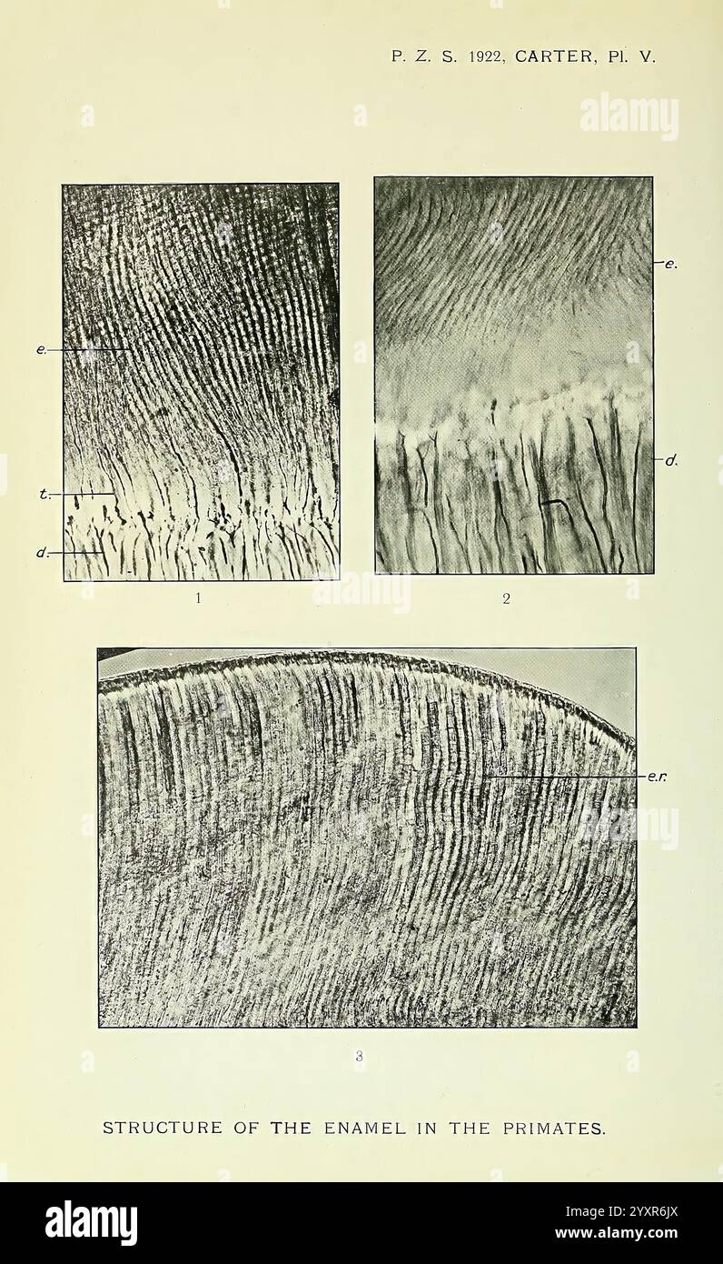 Proceedings of the Zoological Society of London London, Academic Press ...
