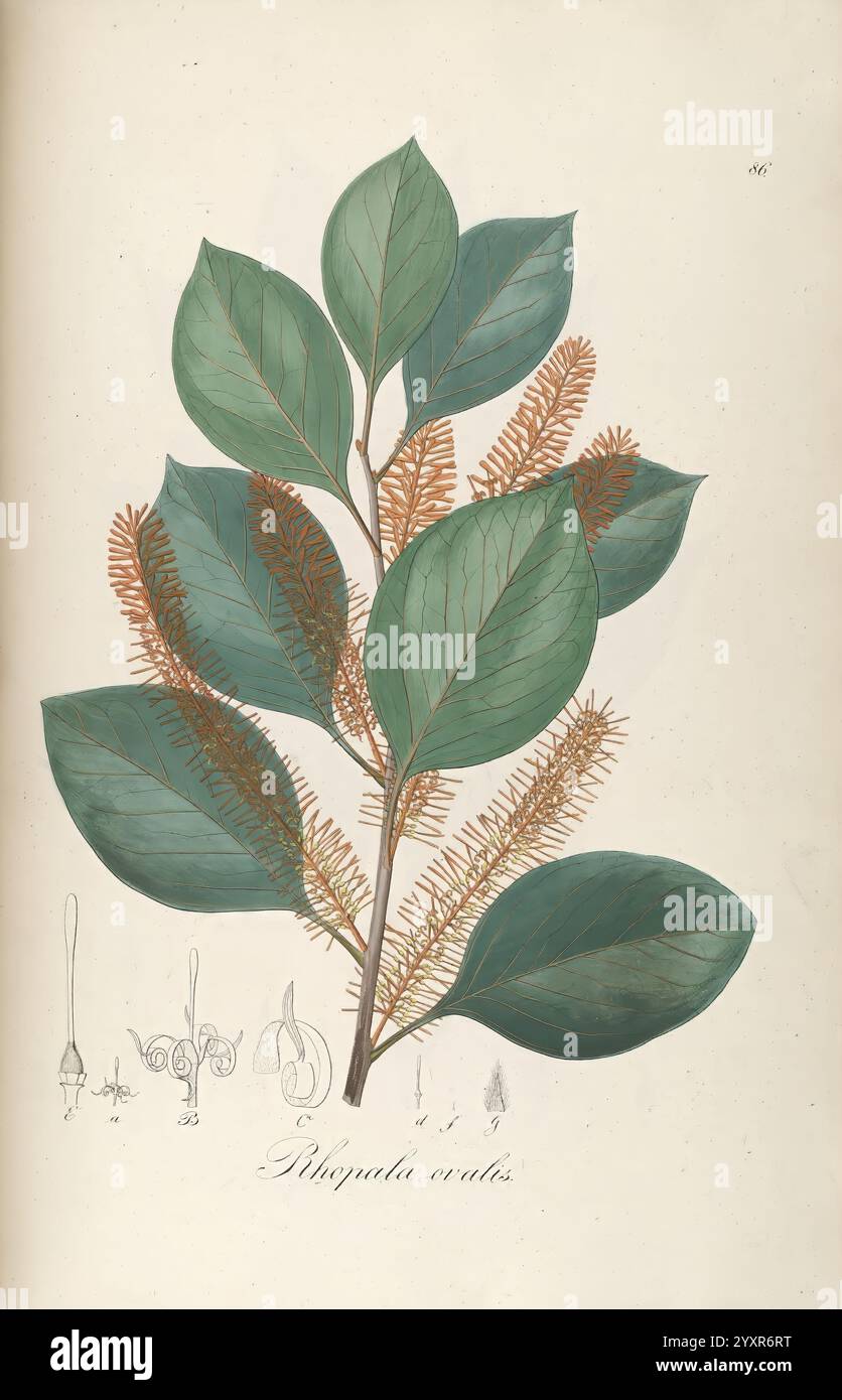 Rhizophora crassa hi-res stock photography and images - Alamy