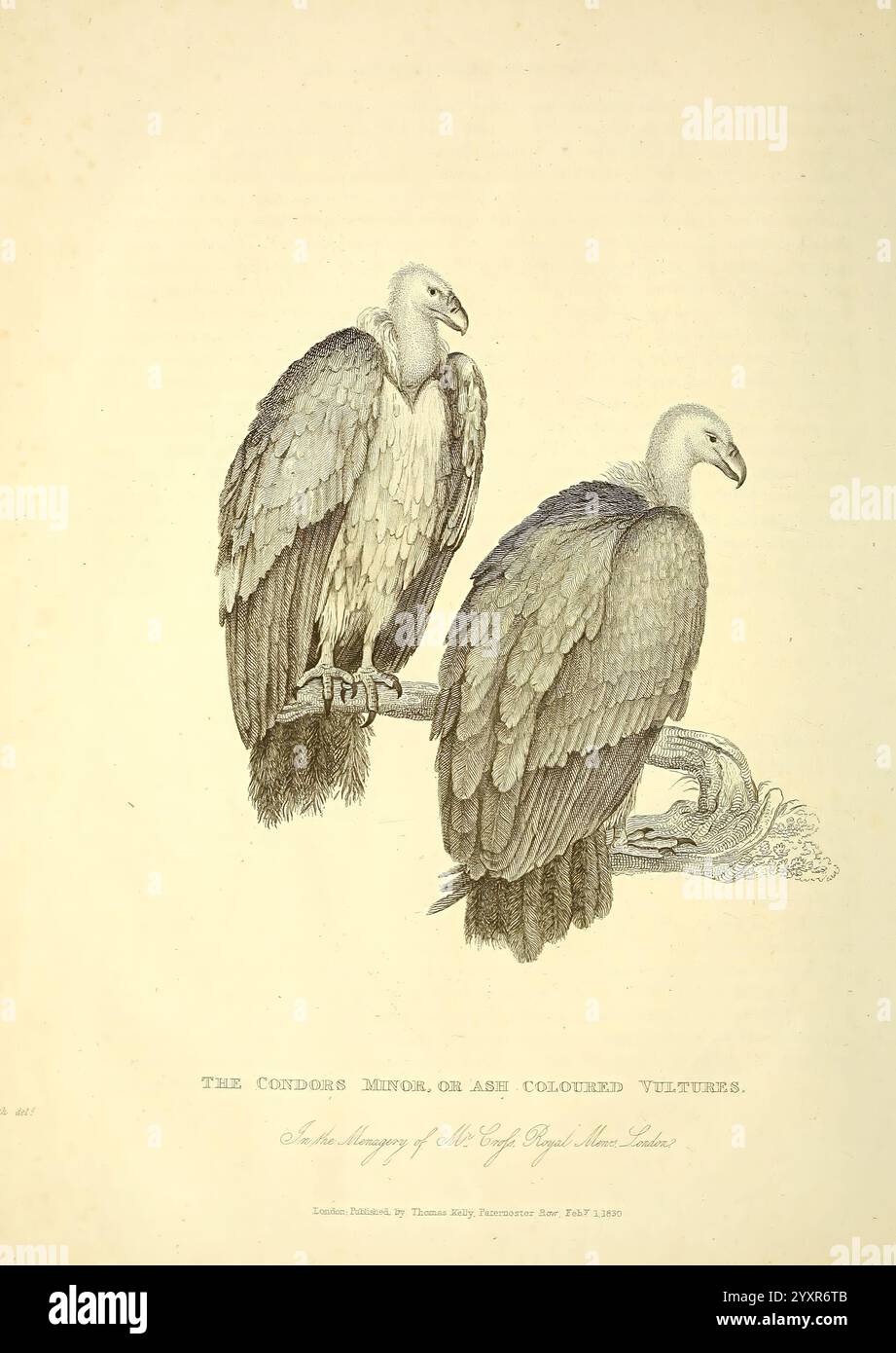 The wonders of the animal kingdom, London, T. Kelly, 1830, Great ...