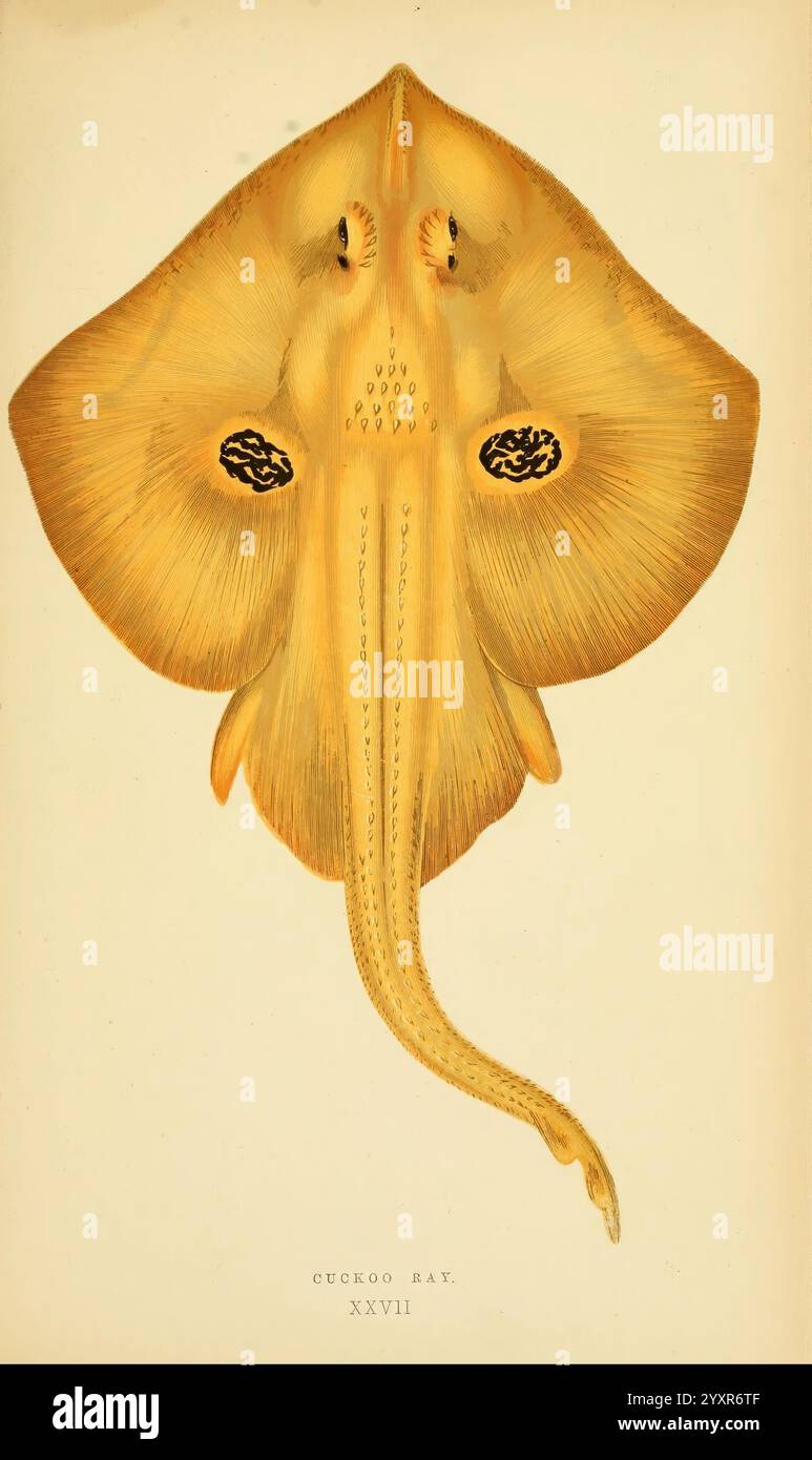 A history of the fishes of the British Islands, 1862-65, Great Britain ...