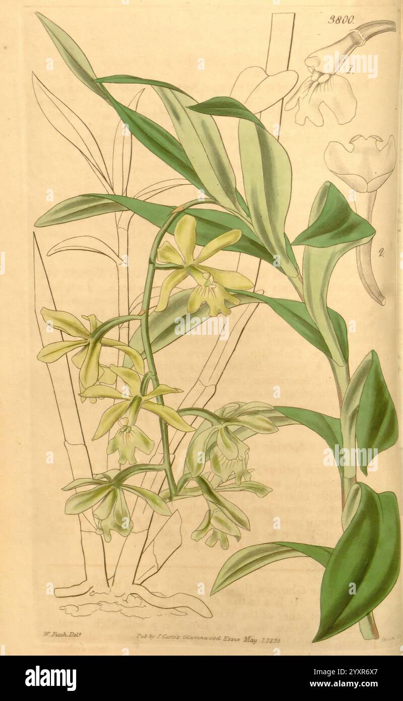 Background highlights additional plant features hi-res stock ...