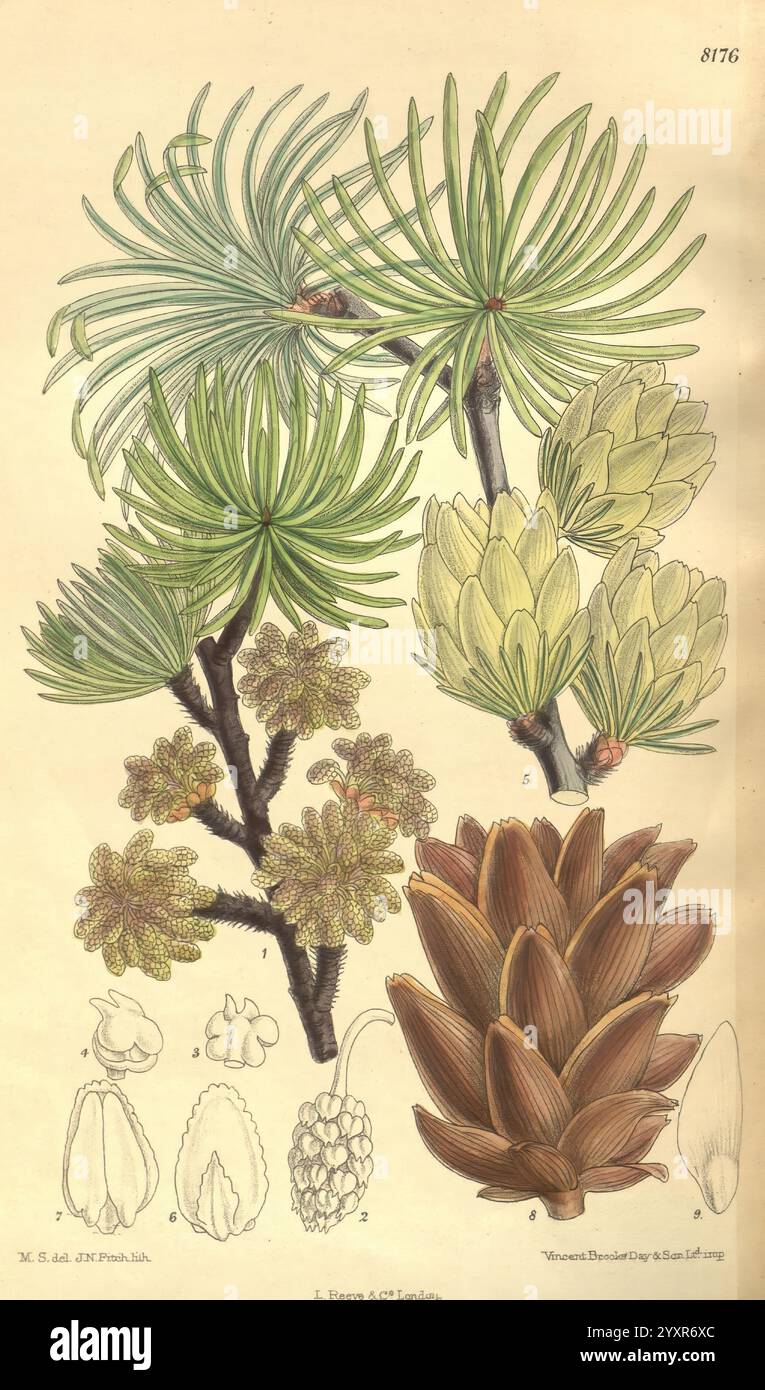 Curtis's Botanical Magazine, London, New York, Botanical Illustration ...