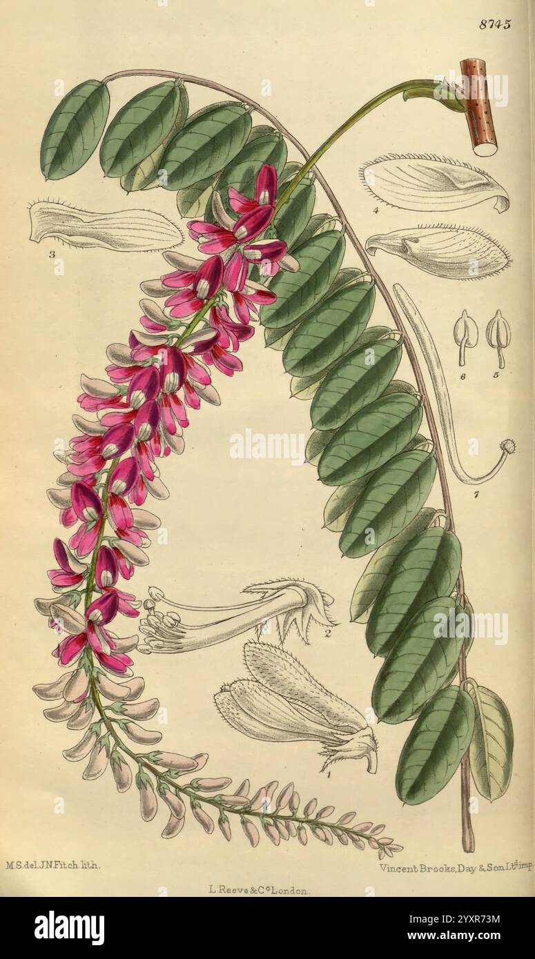 Curtis's Botanical Magazine, London, New York, botanical illustration ...