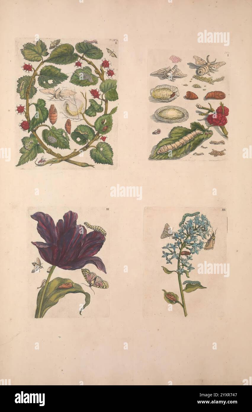 Two separate segments showcase vibrant flowers hi-res stock photography ...