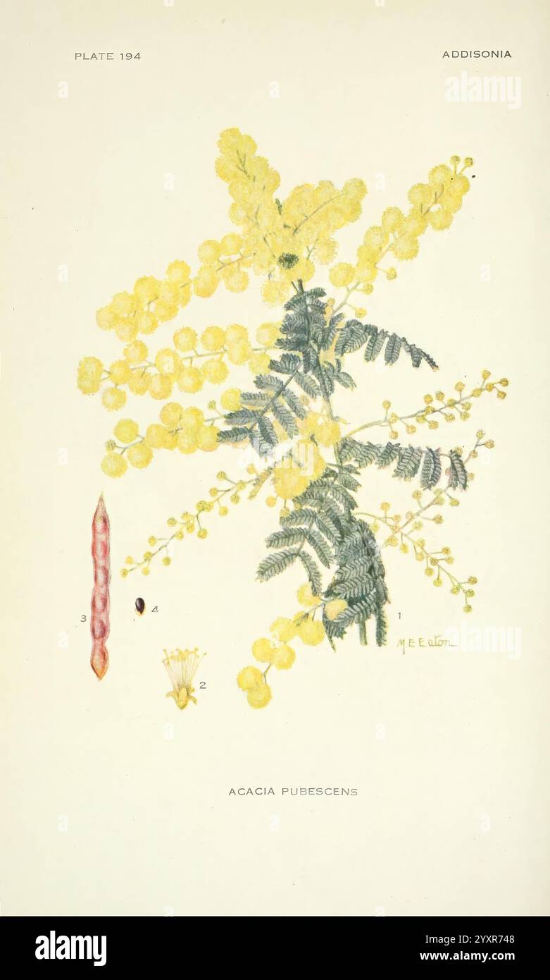 Addisonia, New York, New York Botanical Garden, 1916-1964, periodicals ...