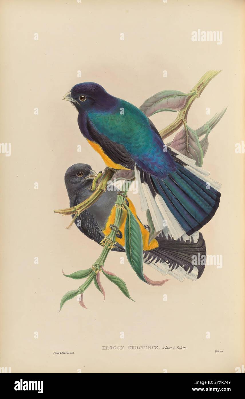 A monograph of the Trogonidae or family of trogons. London, 1858-1875 ...
