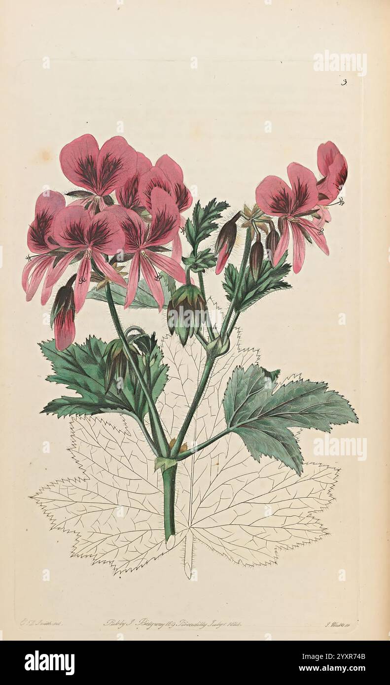 Geraniaceae, London, Printed for James Ridgway, Piccadilly, 1820-1830 ...