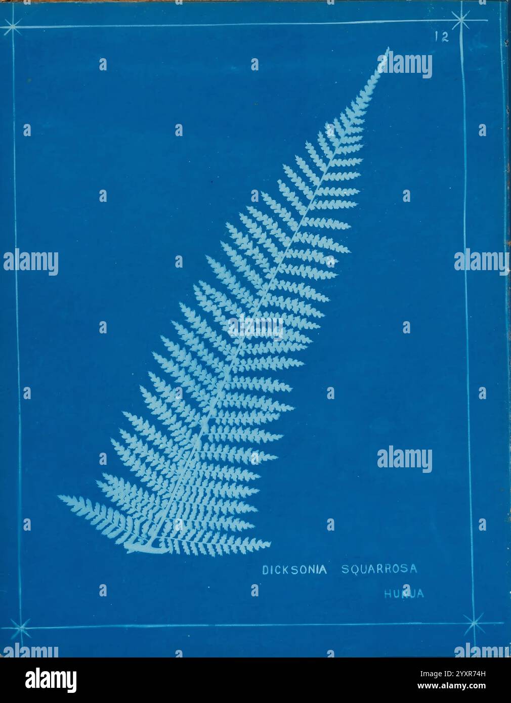 New Zealand ferns Auckland, New Zealand Dobbie, H. B. 1880 botany ...