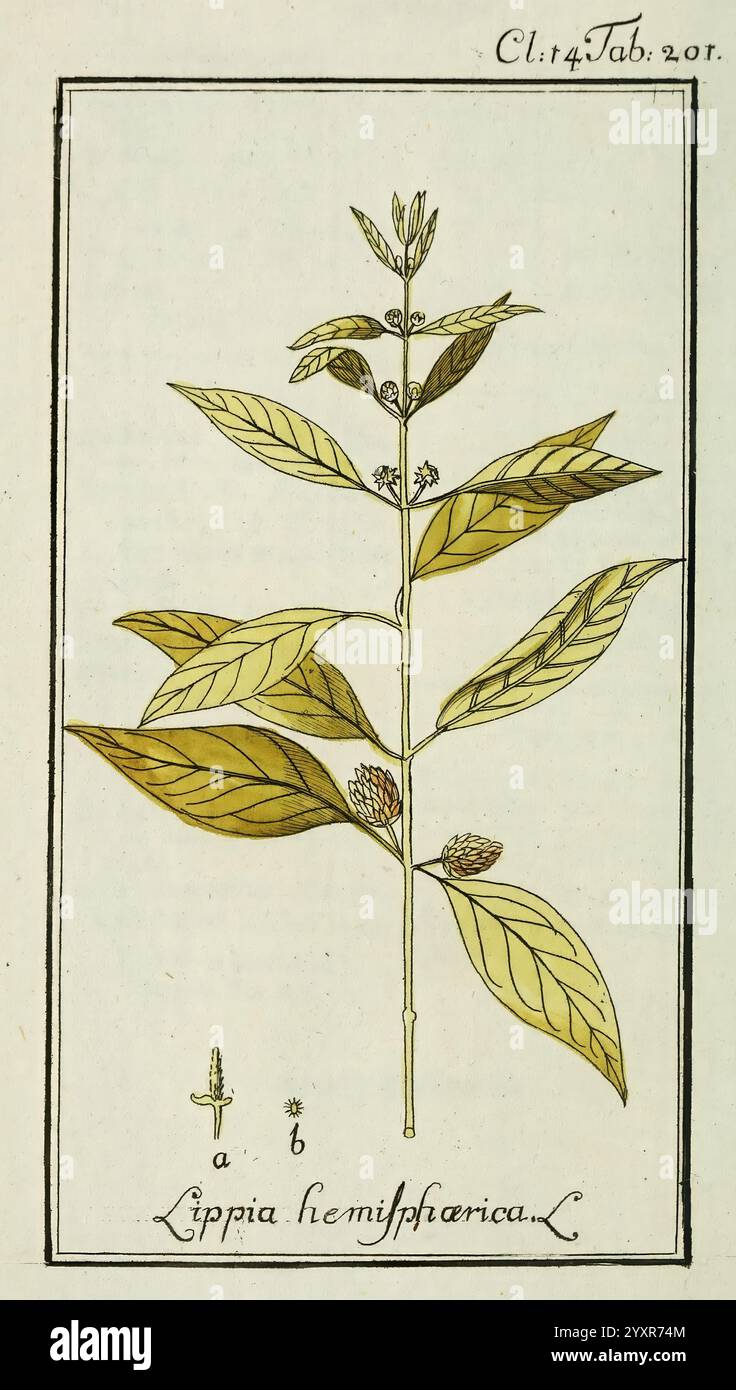 Plant lippia hemispherica hi-res stock photography and images - Alamy