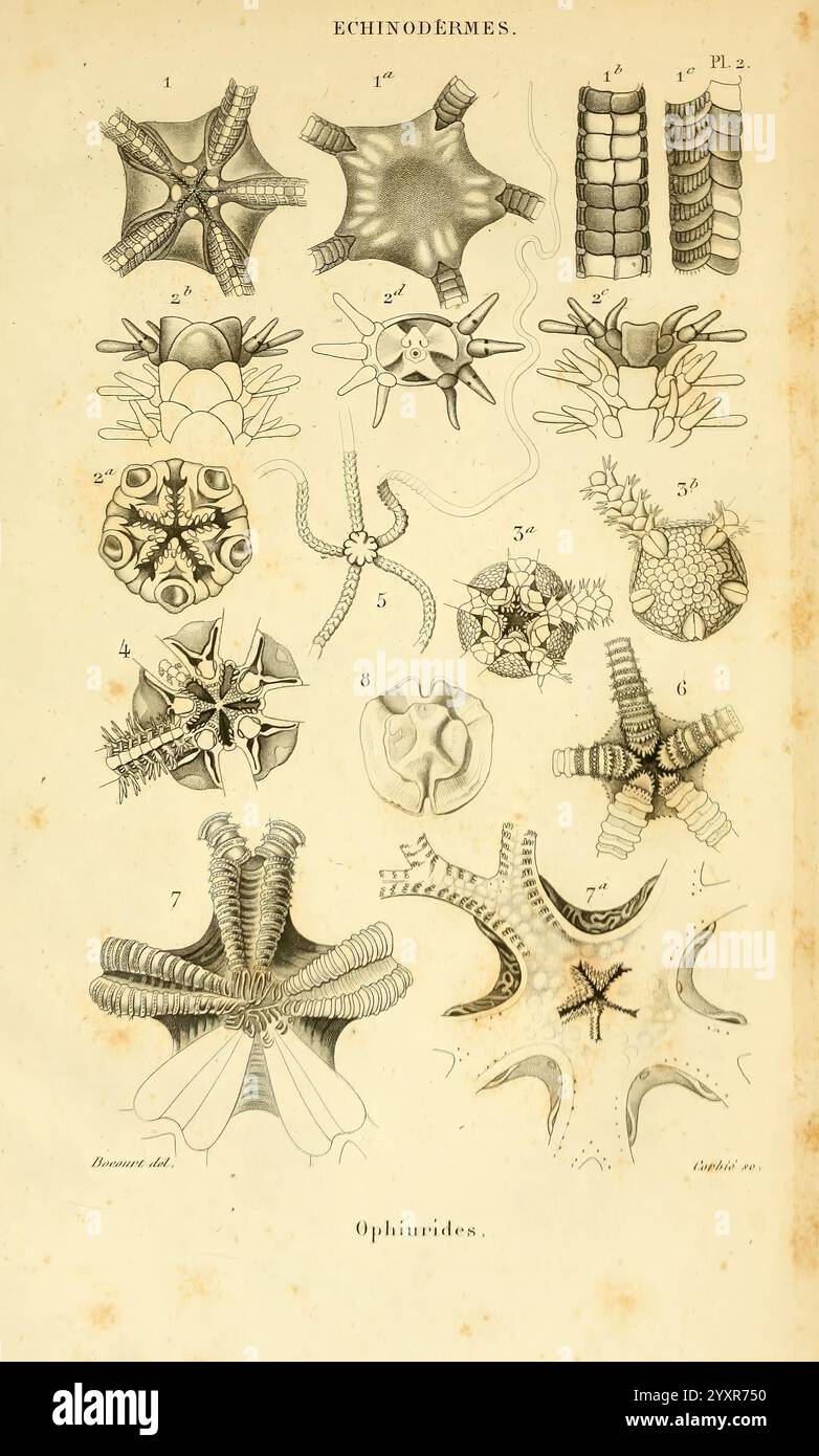 Histoire naturelle des zoophytes échinodermes, Paris, Librairie ...