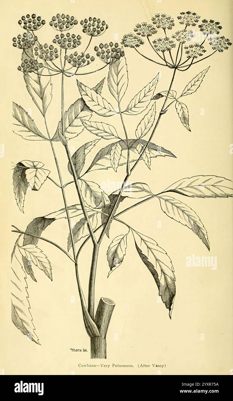 A manual of poisonous plants Cedar Rapids, Ia, The Torch Press, 1910-11 ...