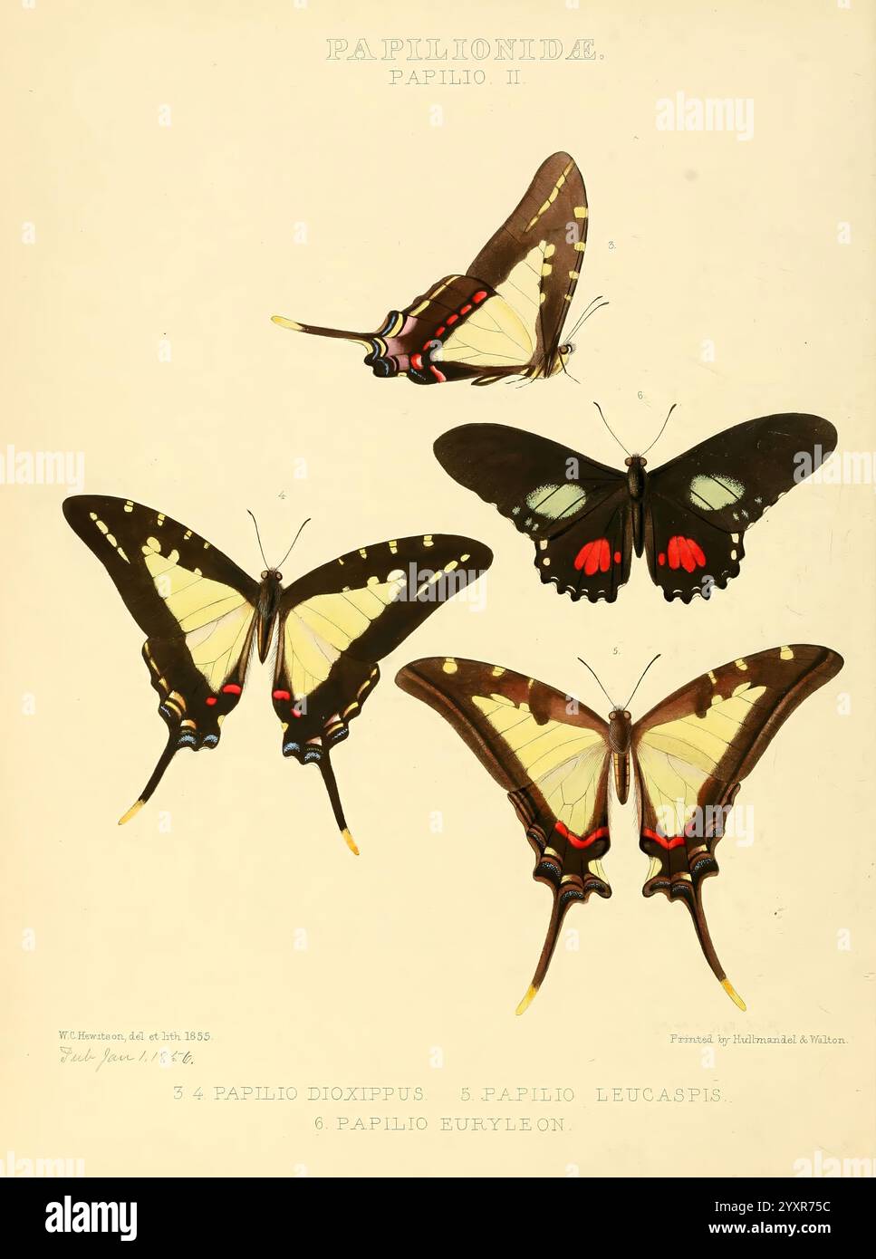 Papilio eurylochus hi-res stock photography and images - Alamy