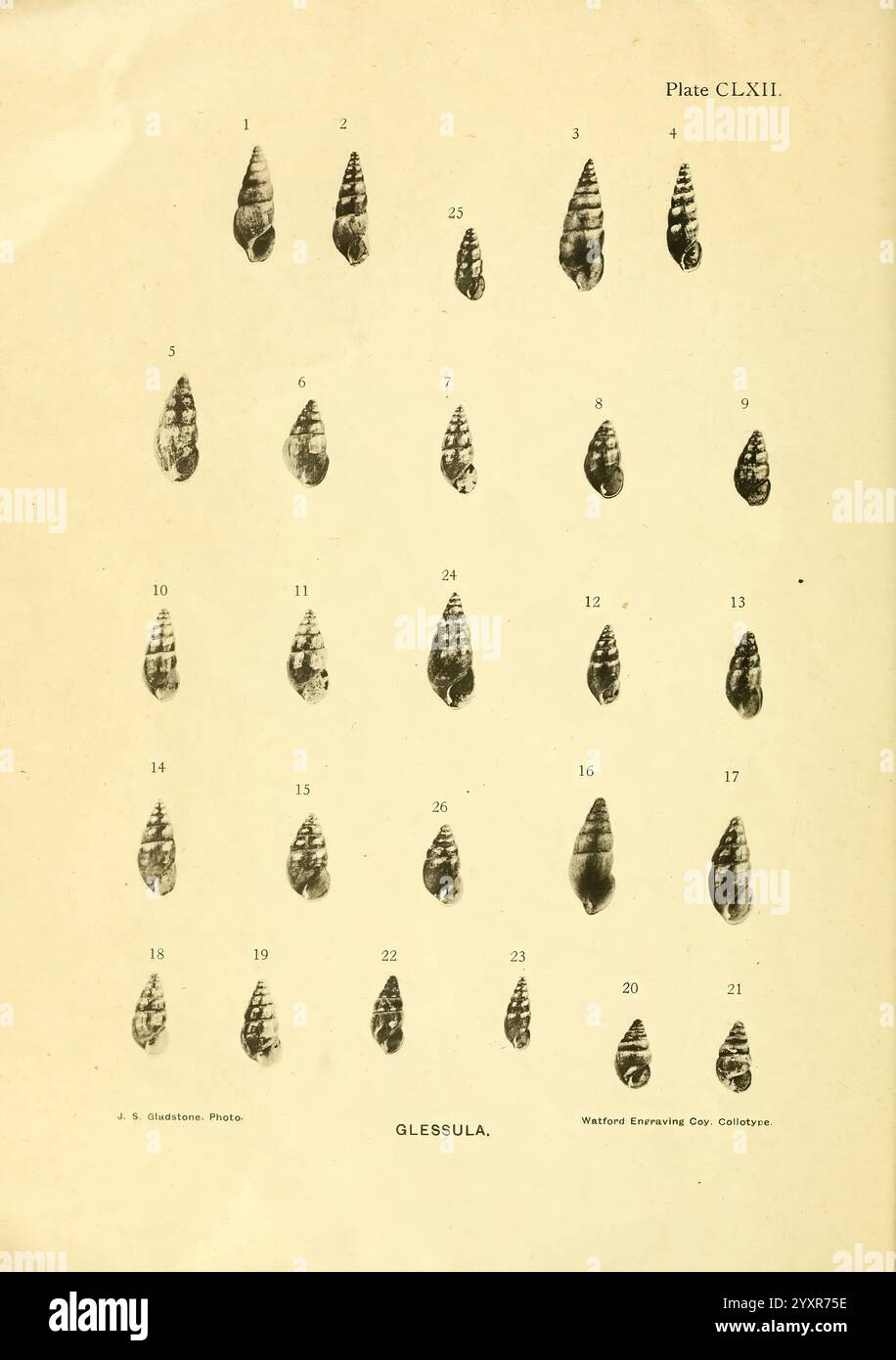 Various shell specimens belonging hi-res stock photography and images ...