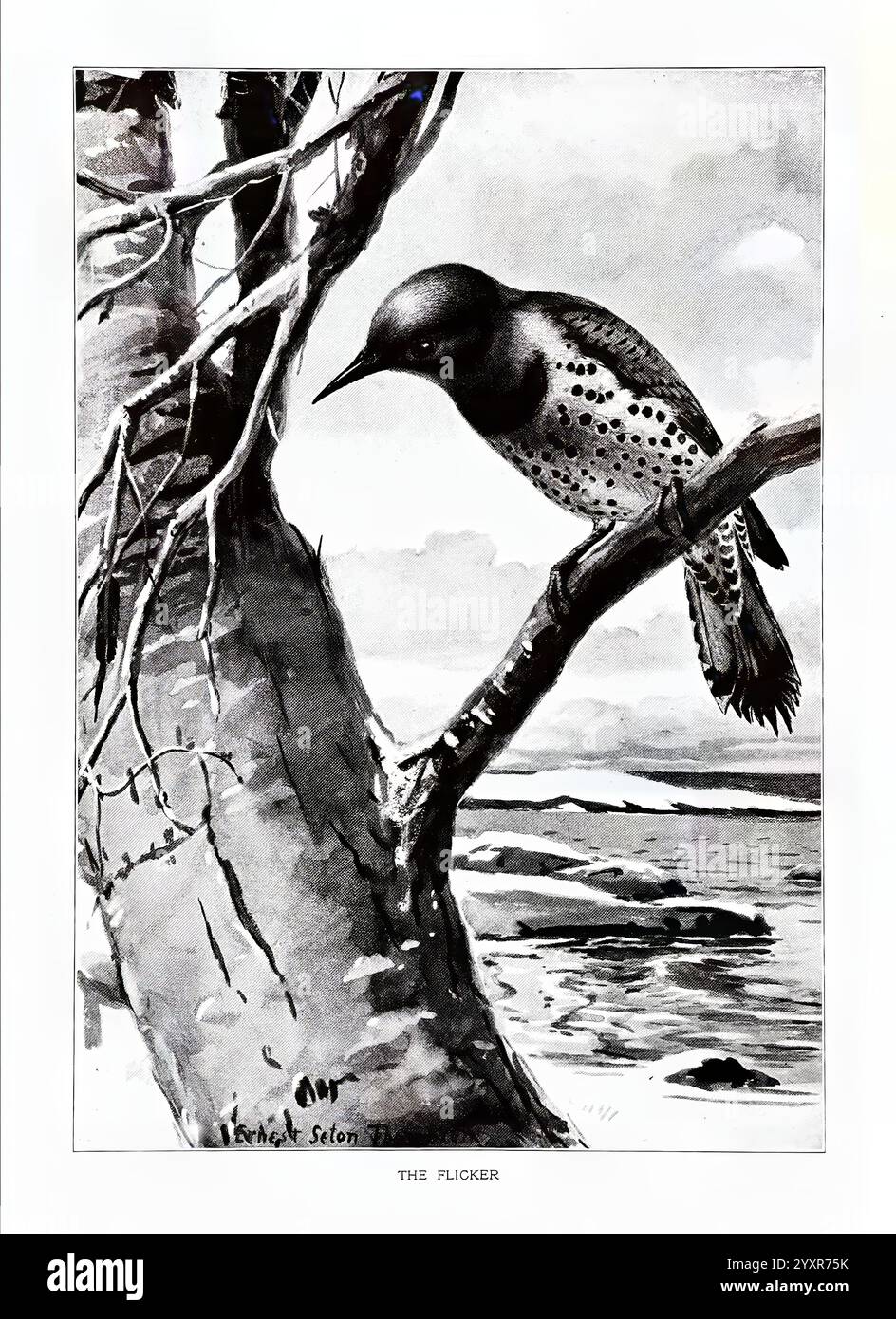 Bird portraits Boston Ginn & Company 1901 birds Colaptes auratus ...