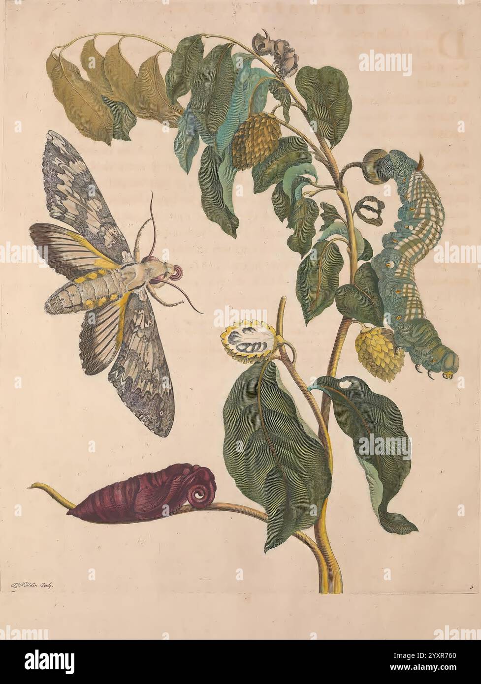 Science maria sibylla merian insect entomology moth caterpillar hi-res ...