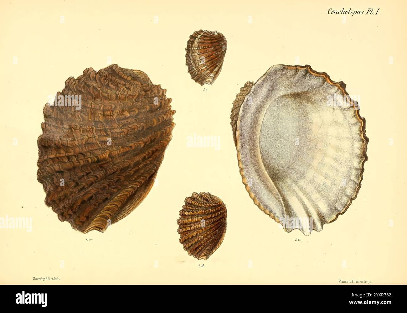 Conchologia Iconica, or Illustrations of the shells of molluscous ...