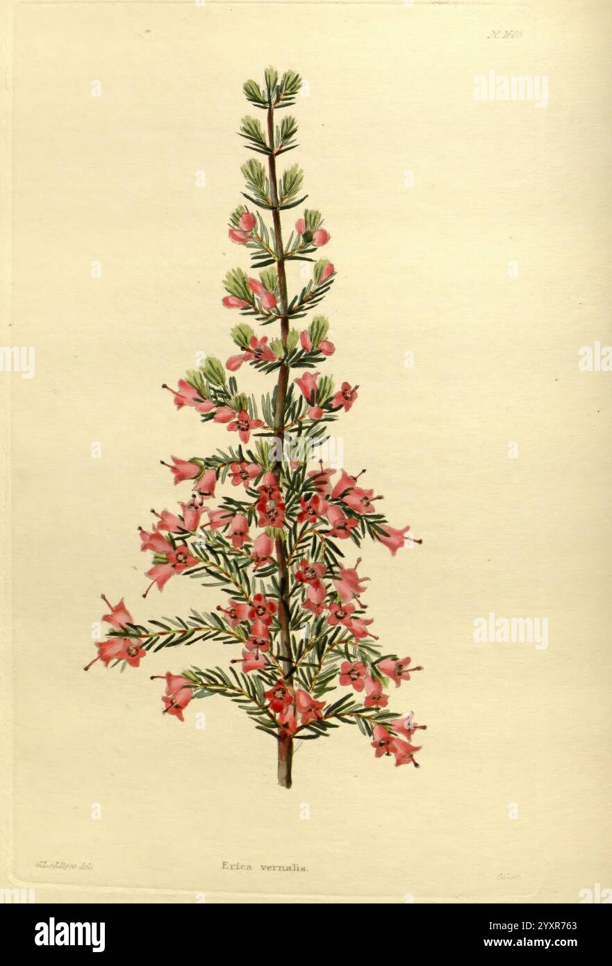 The, botanical, cabinet, London, John, and, Arthur, Arch, 1817-1833 ...