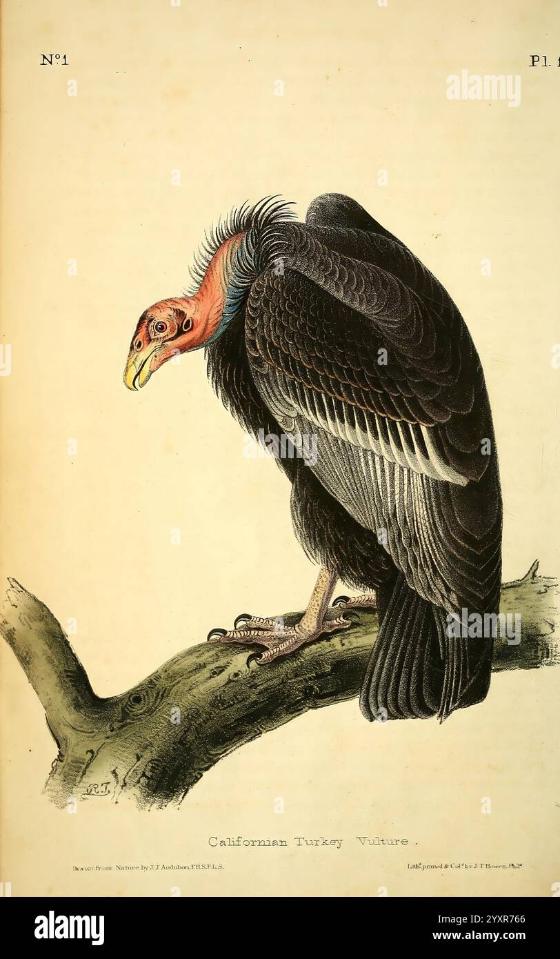 Lighter feathering hi-res stock photography and images - Alamy