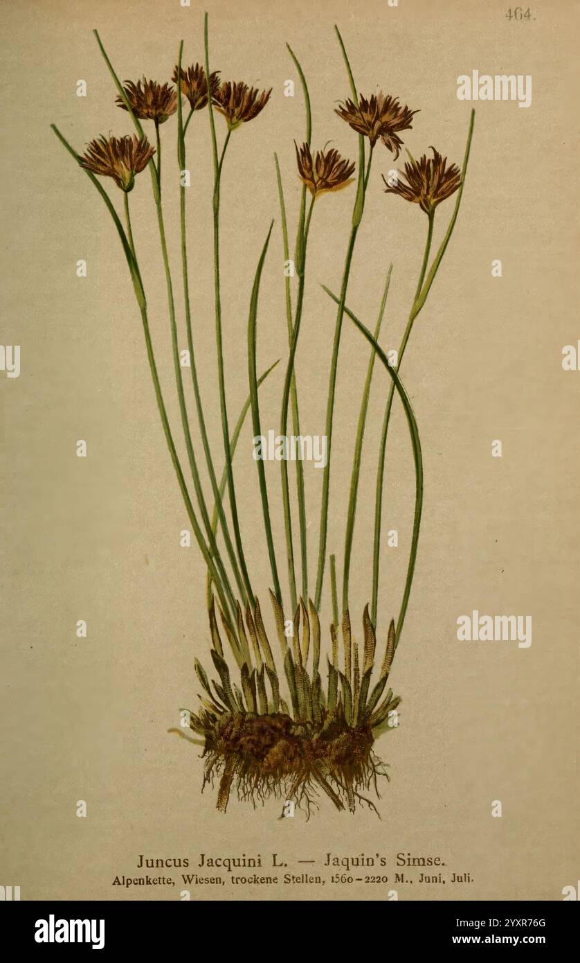 Atlas der Alpenflora, Wien, Alpenvereins, 1882, Alps, Atlases, Mountain ...