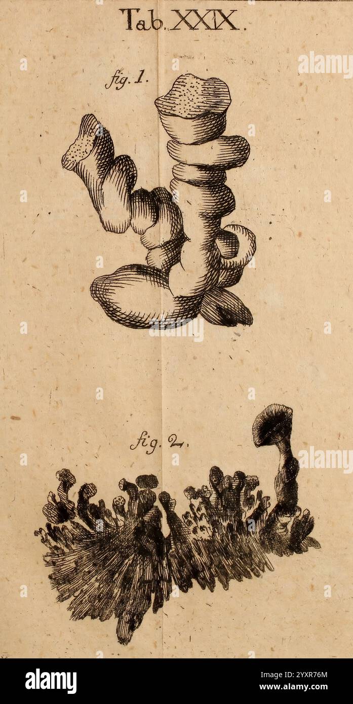 Varying bulbous forms hi-res stock photography and images - Alamy