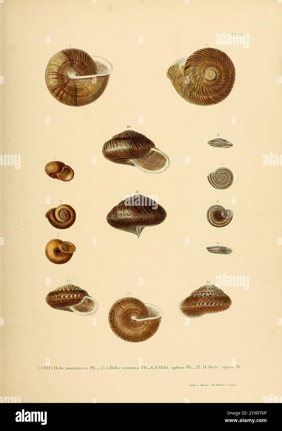 Artistic arrangement of various spiral shapes hi-res stock photography ...