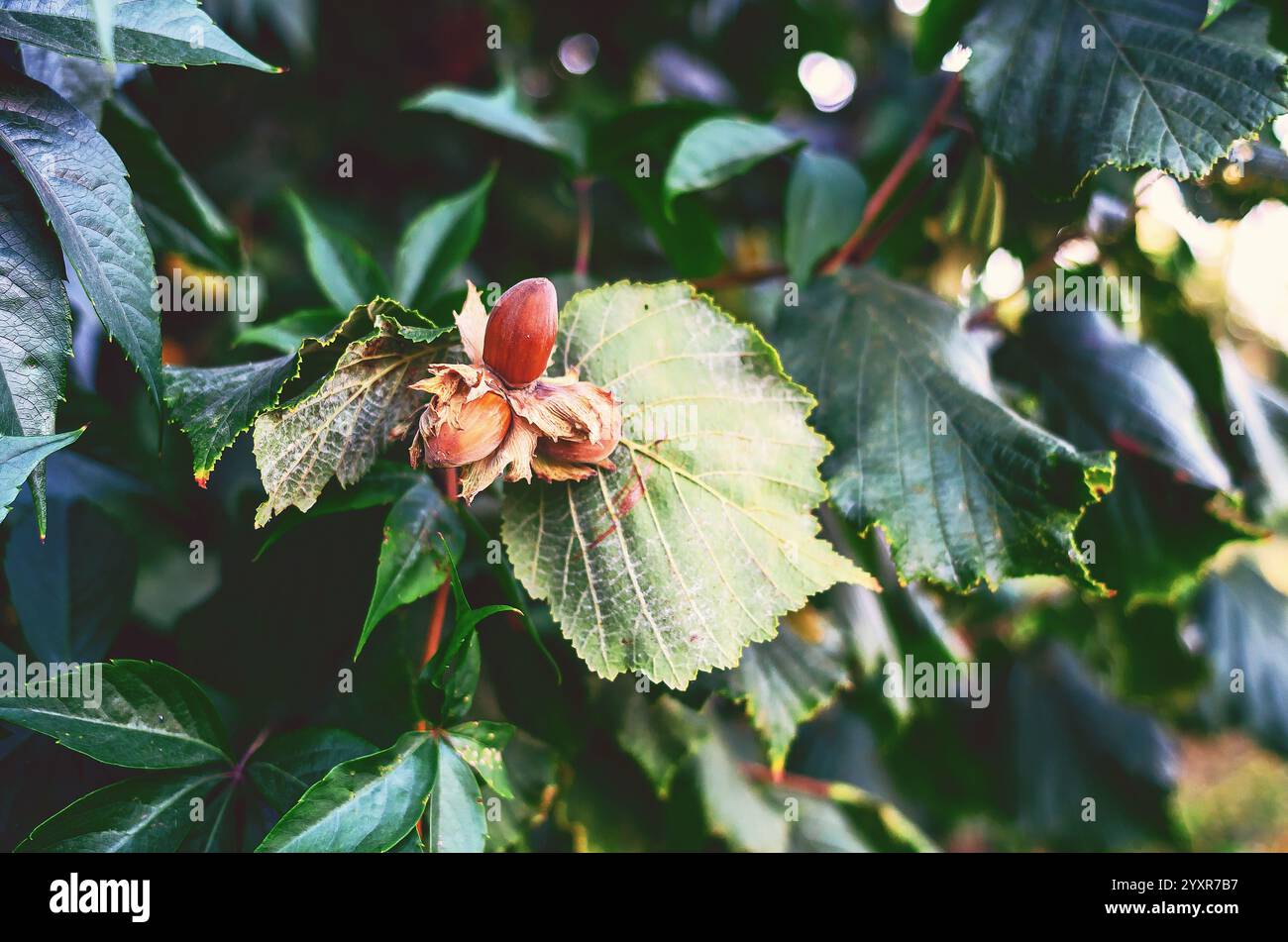 Three ripe hazelnuts on branch in wild. Selective focus. Health ...