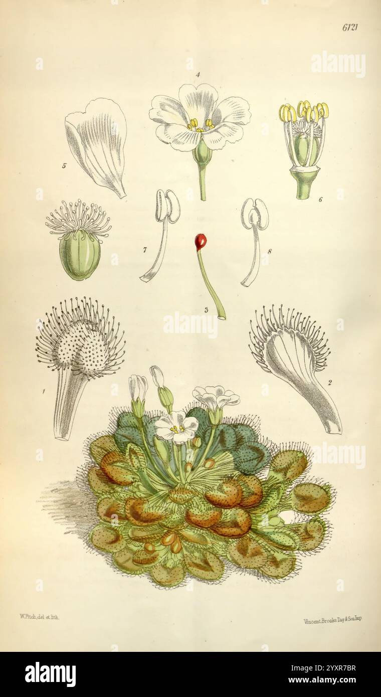 Curtis's Botanical Magazine, London, New York, botanical illustration ...