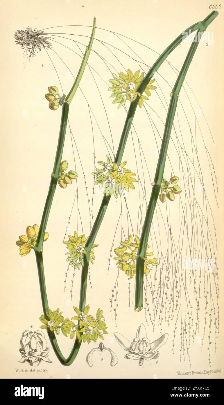 Curtis's Botanical Magazine London New York Botanical Illustration ...