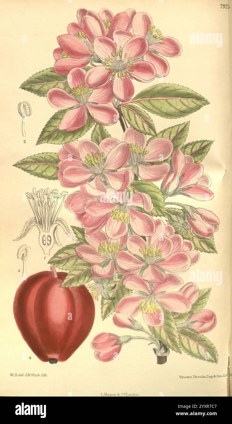 Curtis's Botanical Magazine London New York Botanical Illustration ...